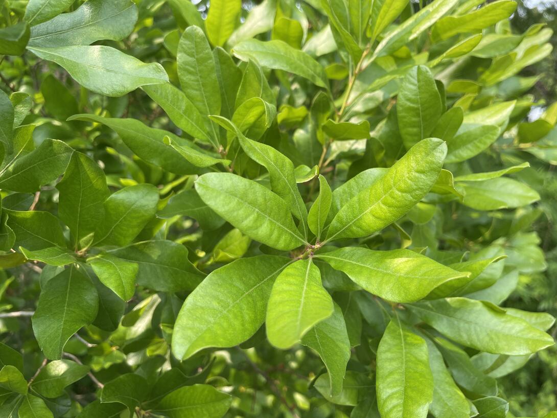 Bayberry | CMP Tree Selection Tool